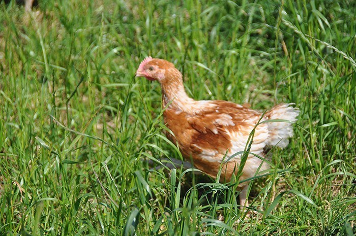 Differenciated Growth