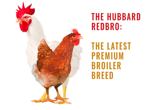 Frédéric Fagnoul devient Directeur R&D Hubbard